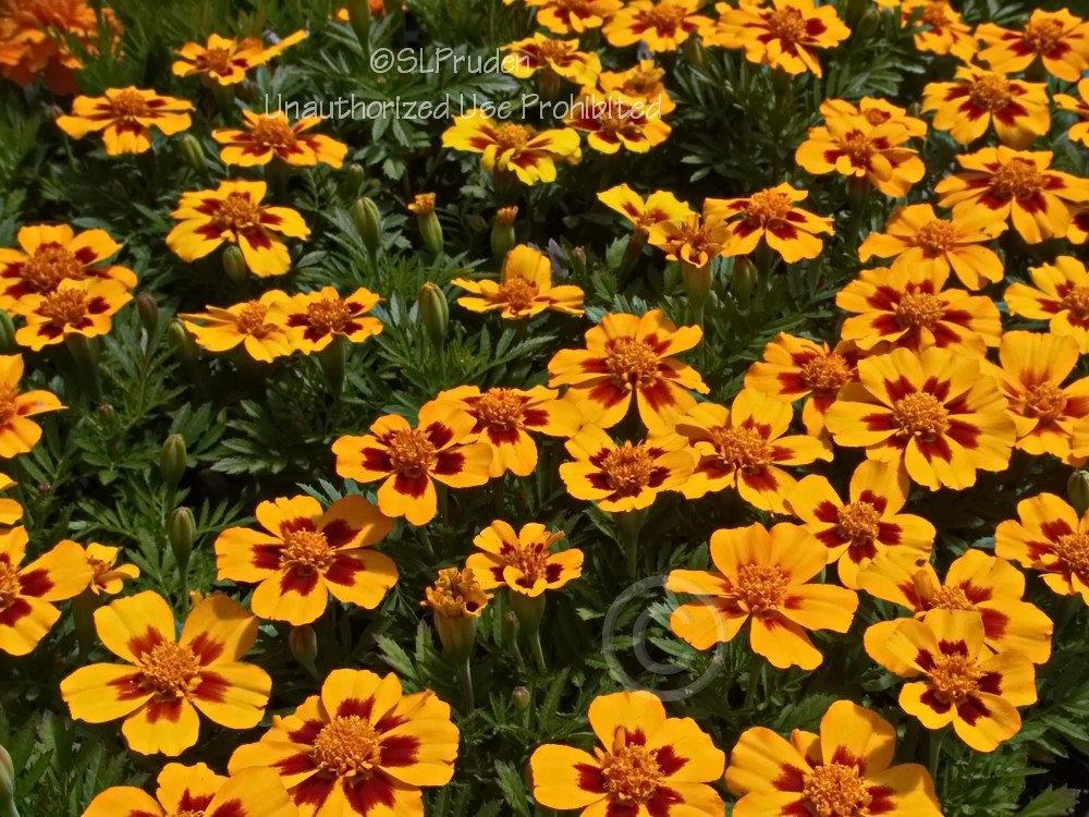 French Marigold (Tagetes erecta 'Disco Granada') - Garden.org