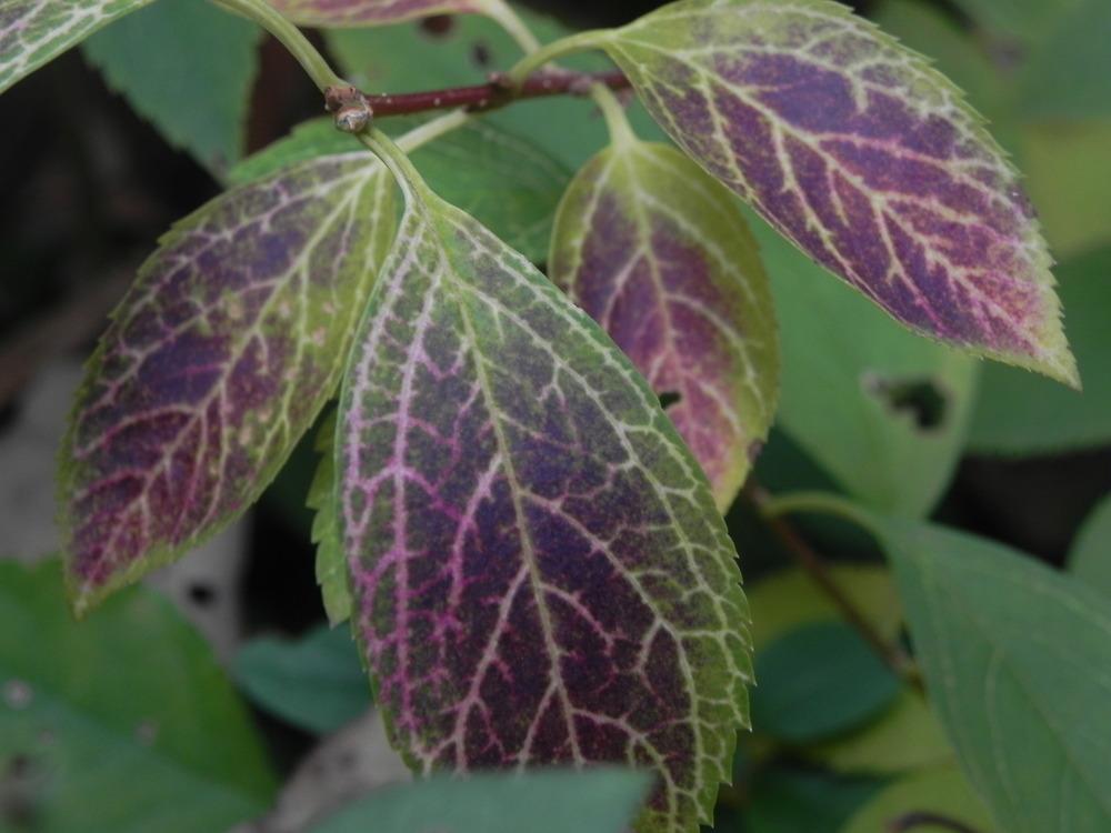 Photo of the fall color of Greenstem Forsythia (Forsythia viridissima ...