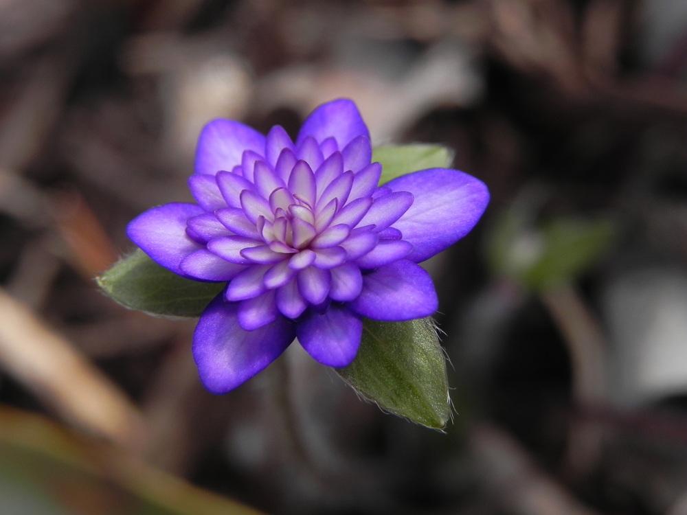 Photo of the bloom of Japanese Hepatica (Hepatica nobilis var. asiatica ...