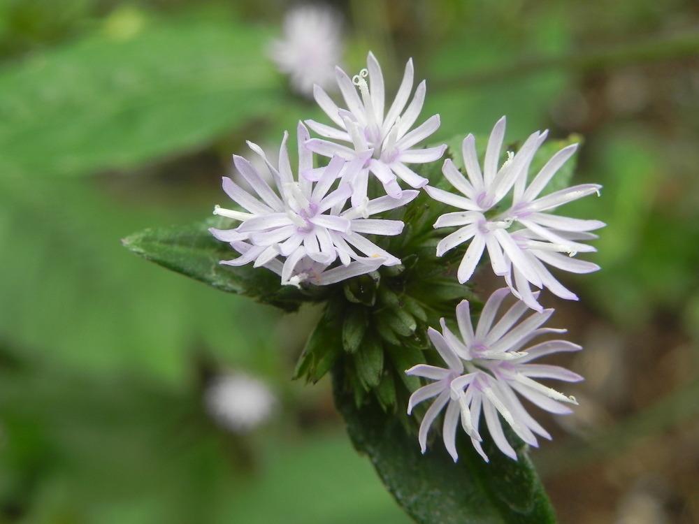 Photo of the bloom of Elephant's Foot (Elephantopus carolinianus ...