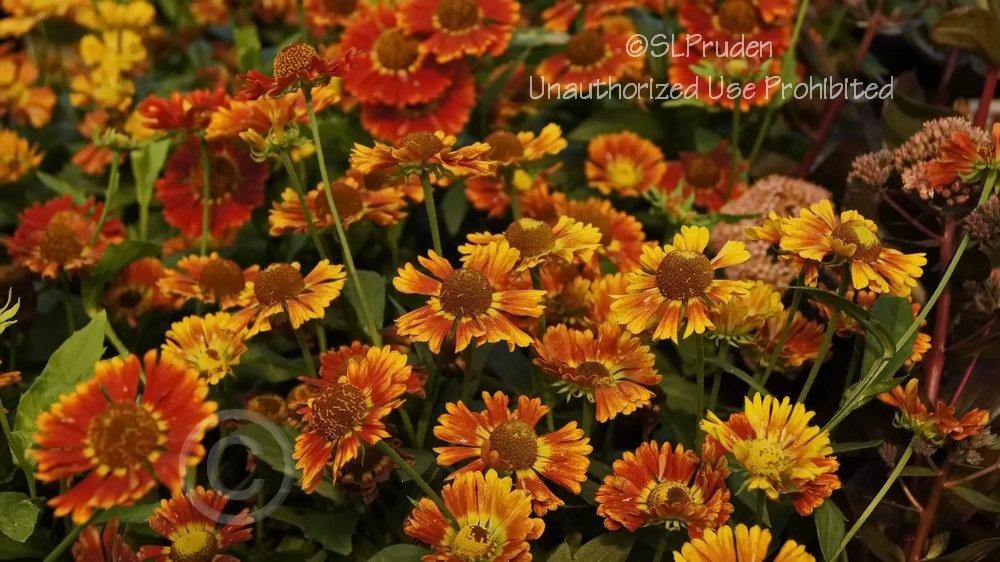 Photo of the bloom of Sneezeweed (Helenium autumnale Mariachi™ Salsa ...