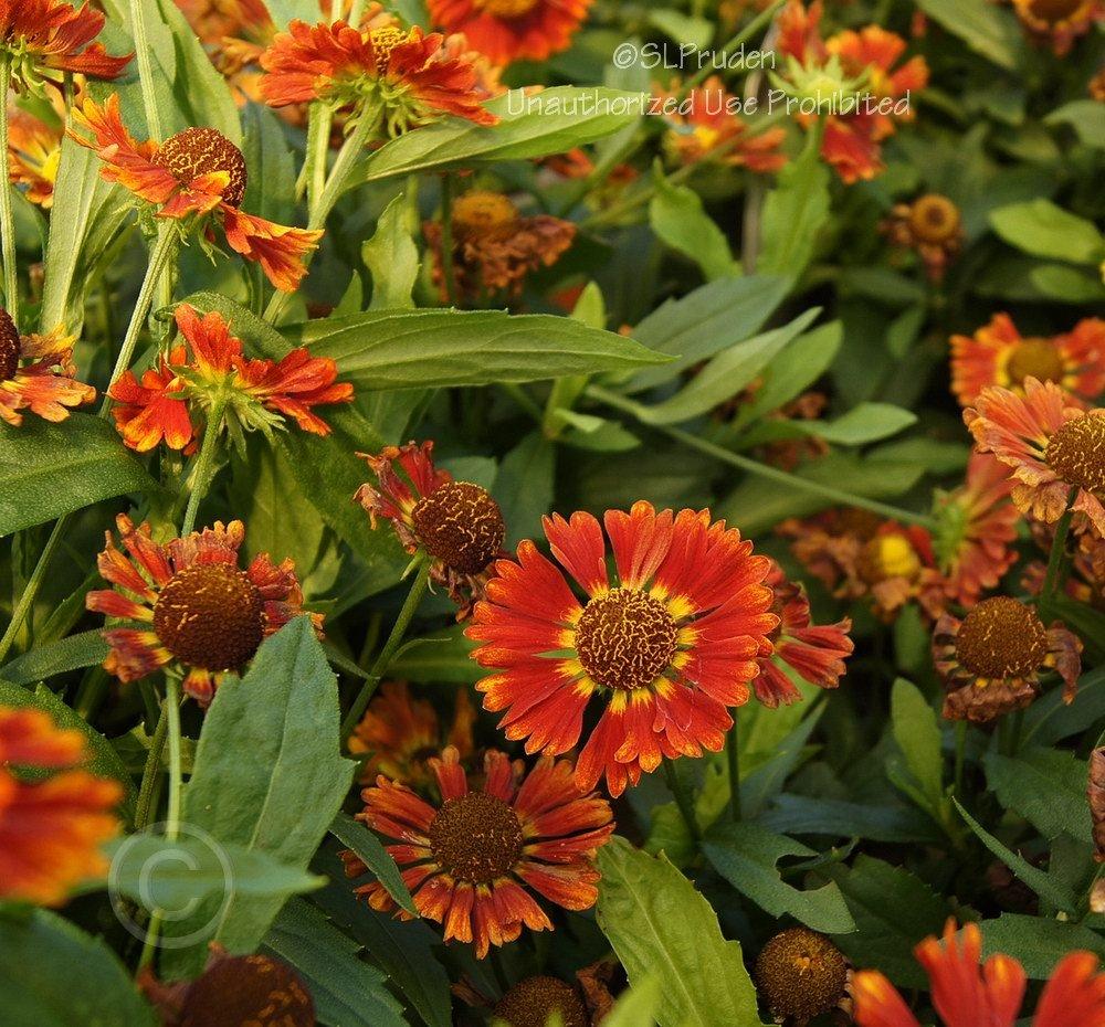 Photo of the bloom of Sneezeweed (Helenium autumnale Mariachi™ Salsa ...