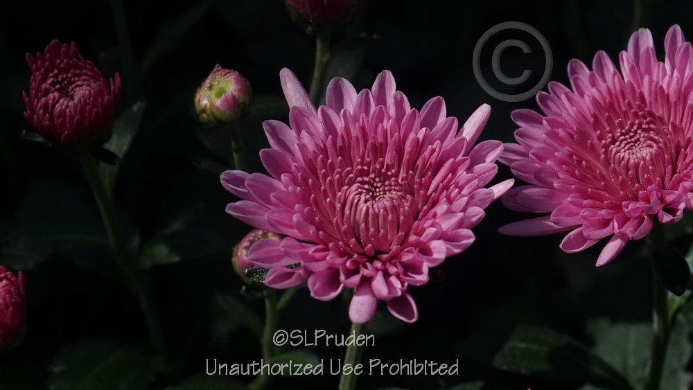 Photo of the bloom of Belgian Mum (Chrysanthemum 'Remos Lilac') posted ...