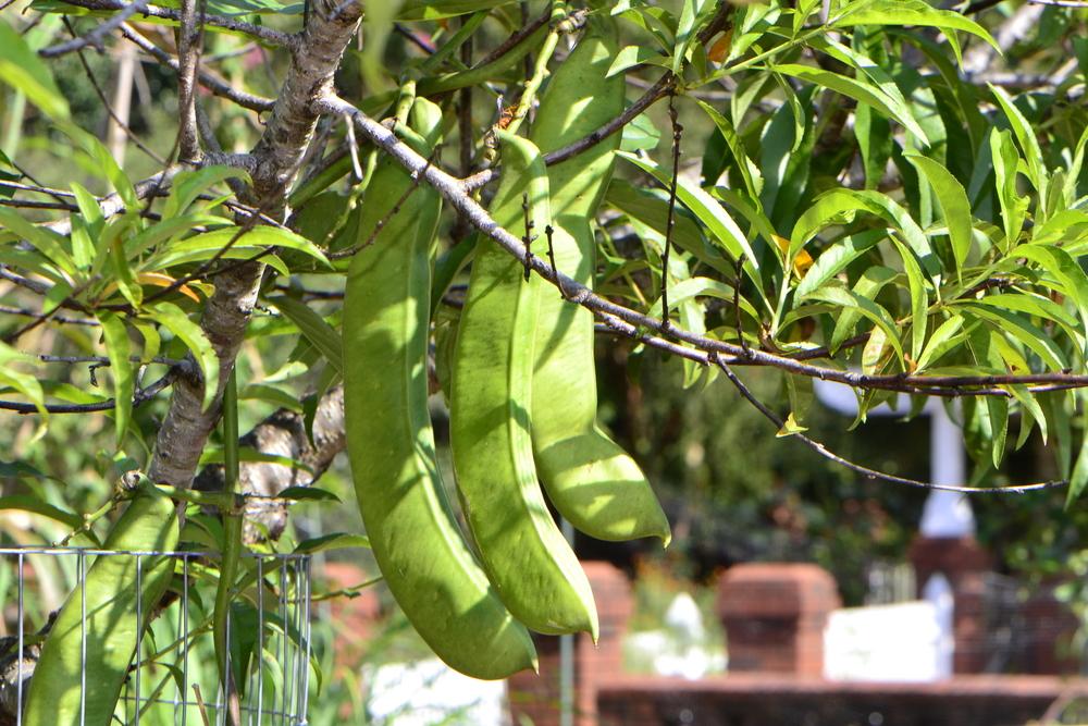 Jack Bean (Canavalia ensiformis) - Garden.org