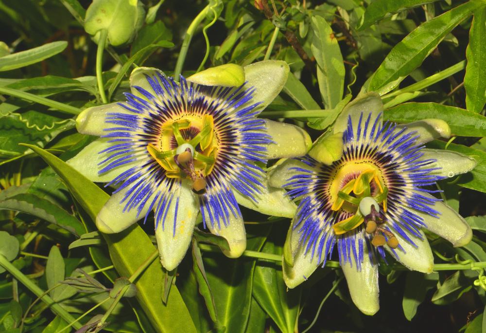 Passion Flower (Passiflora 'Blue Horizon') - Garden.org