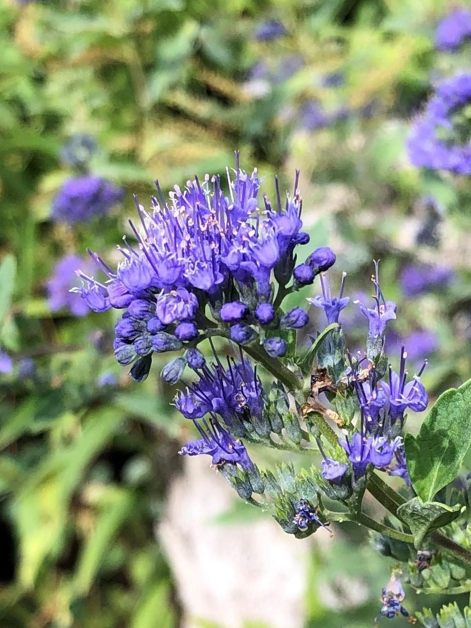 Bluebeards: Plant Care and Collection of Varieties - Garden.org