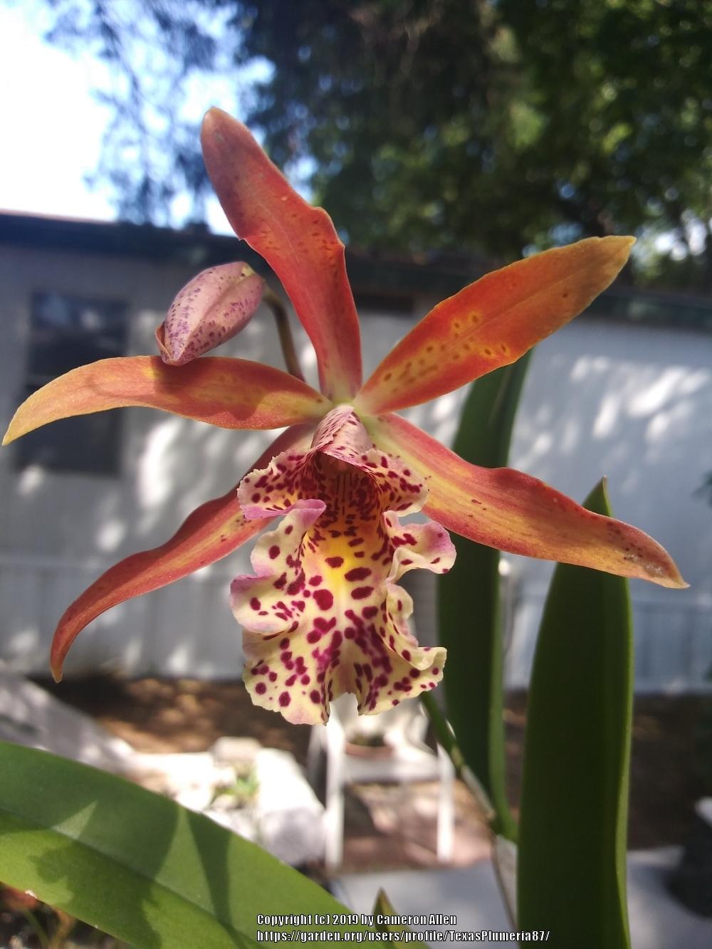 Orchid (Myrmecatavola Frances Fox 'Sun Spot') - Garden.org
