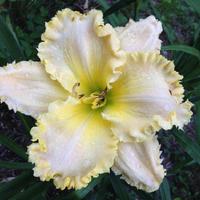 Daylily (Hemerocallis 'Malcolm David Brooker, Senior') in the Daylilies ...