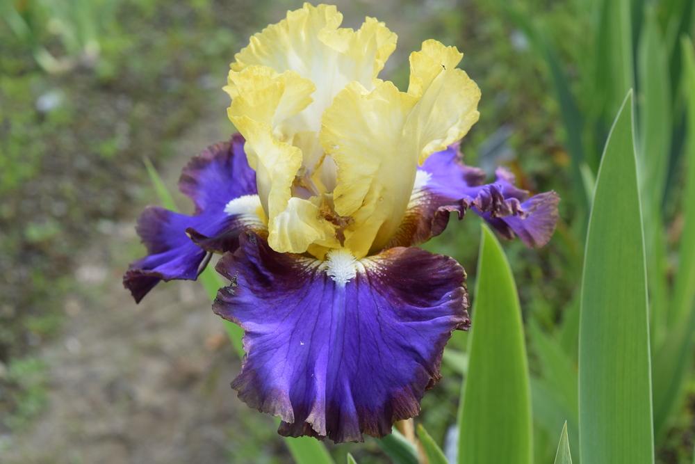 Photo of the bloom of Tall Bearded Iris (Iris 'Into the Wild') posted ...