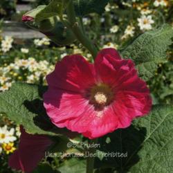 Hollyhock (Alcea 'Mars Magic') - Garden.org
