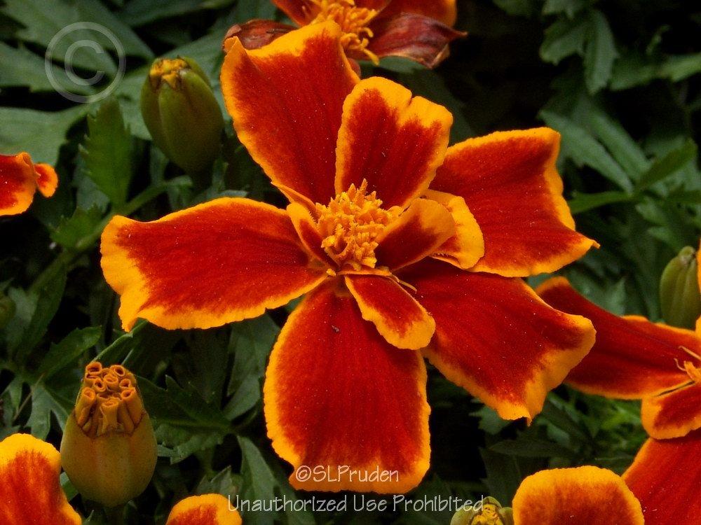 Aztec Marigold (Tagetes erecta Durango™ Flame) - Garden.org