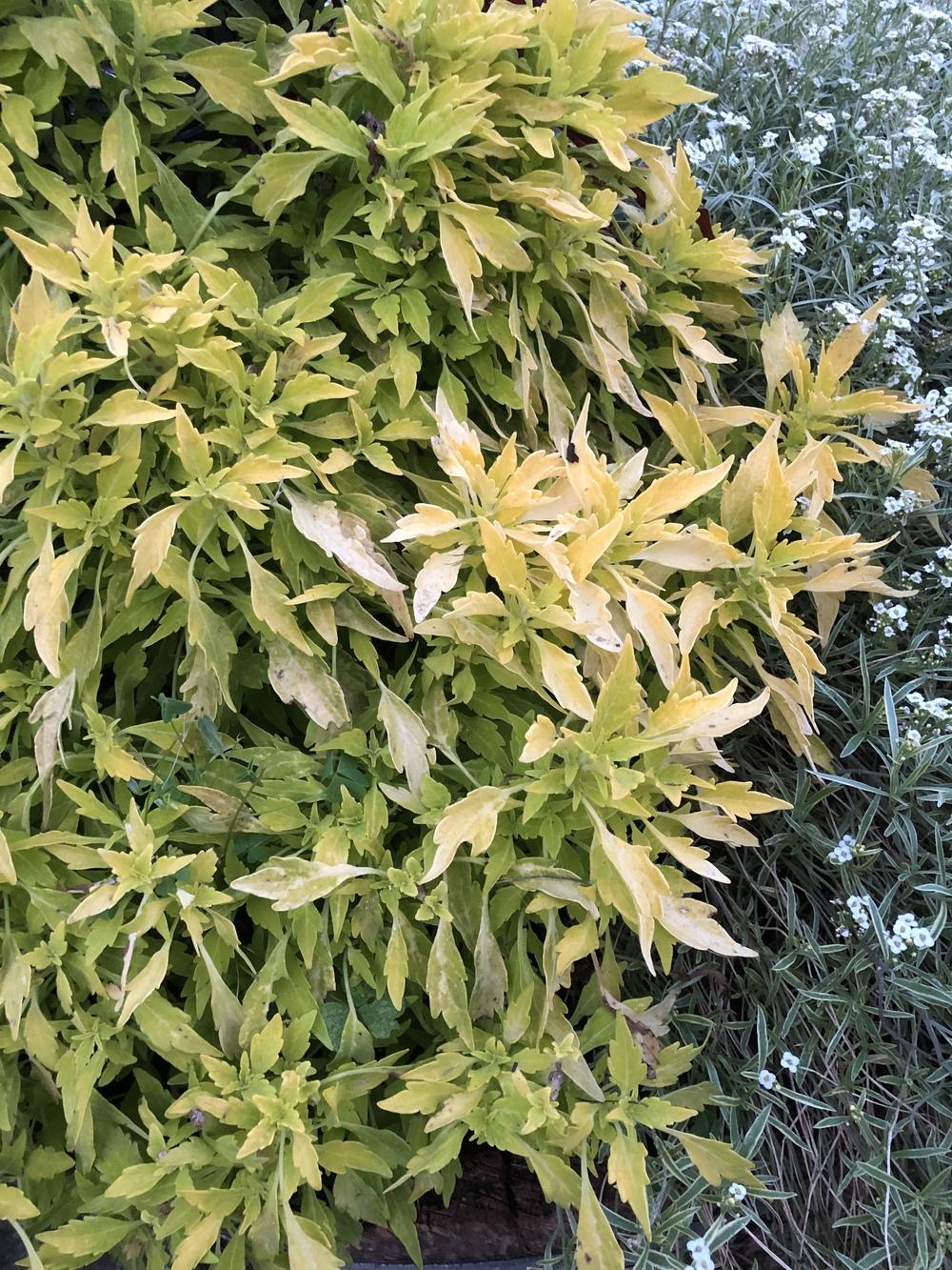 Coleus (Coleus scutellarioides FlameThrower™ Salsa Verde) in the Coleus ...