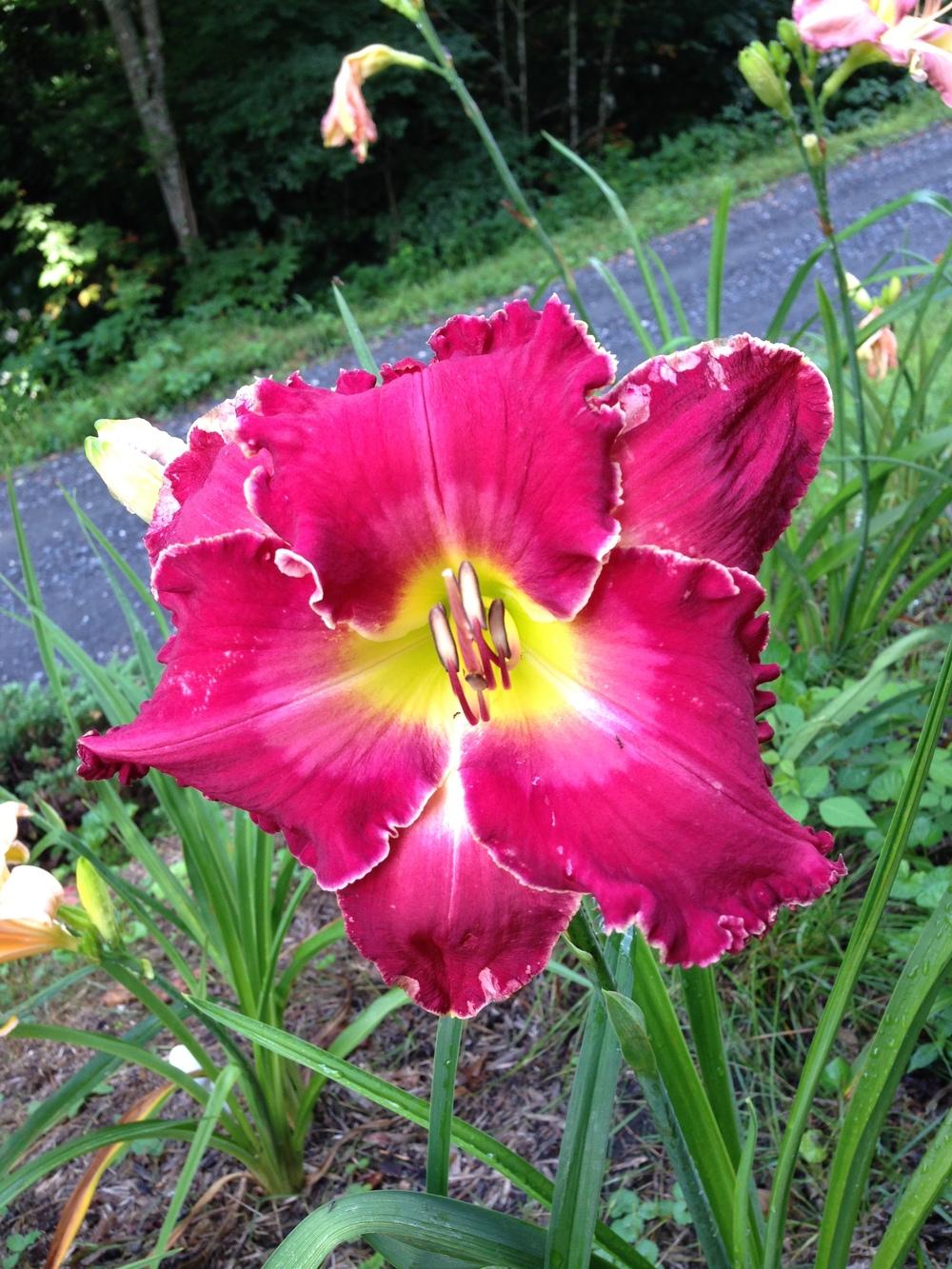 Daylily (Hemerocallis 'Myra Waters') in the Daylilies Database - Garden.org