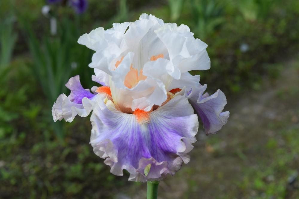 Photo of the bloom of Tall Bearded Iris (Iris 'Star Maker') posted by ...