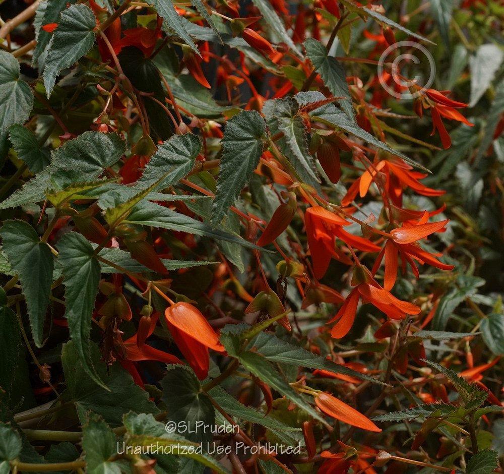 Photo of the bloom of Begonia Bonfire® Orange posted by DaylilySLP ...