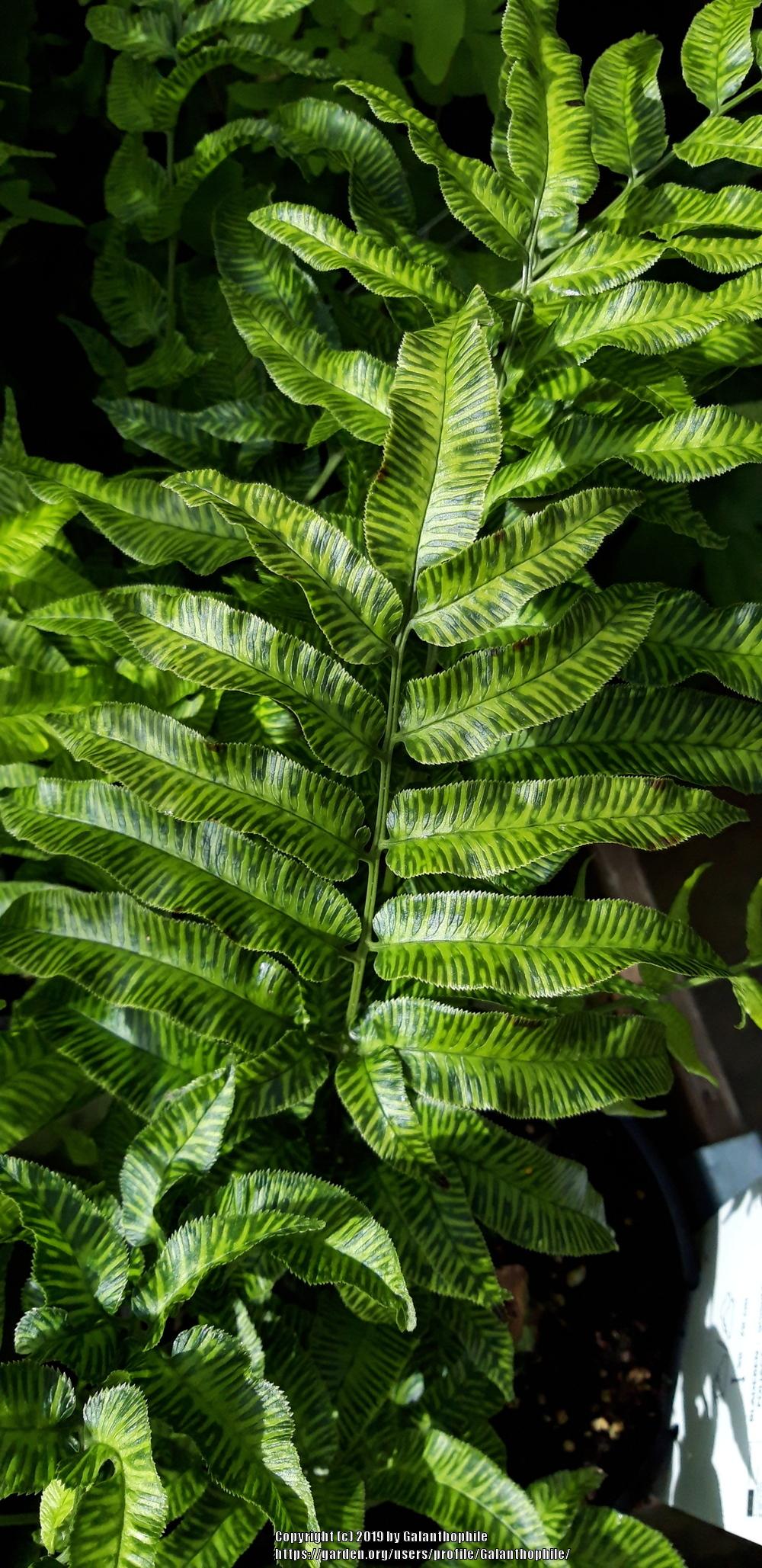Chinese Bamboo Fern (Coniogramme emeiensis) - Garden.org
