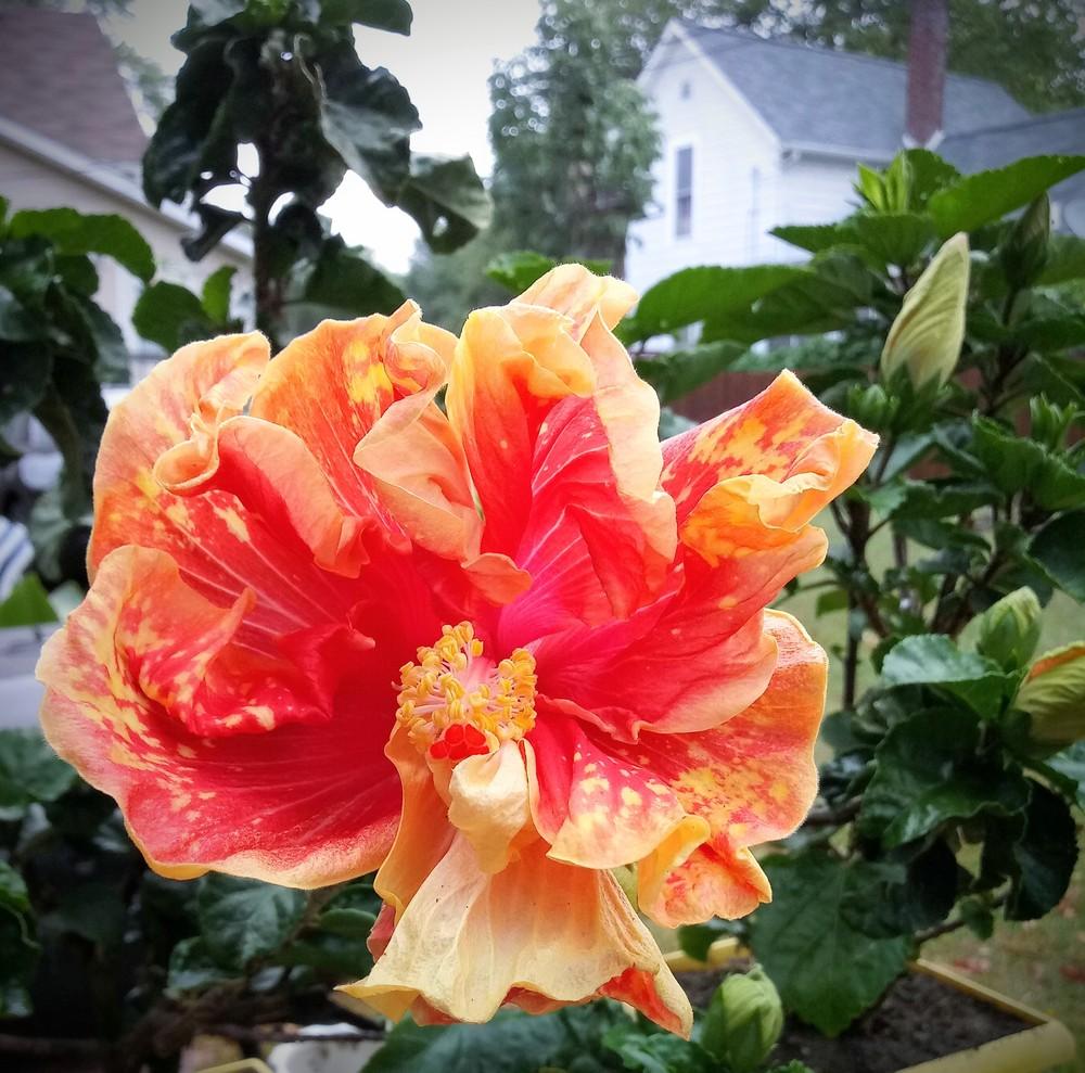 Tropical Hibiscus (Hibiscus rosa-sinensis 'Starburst') in the Tropical ...