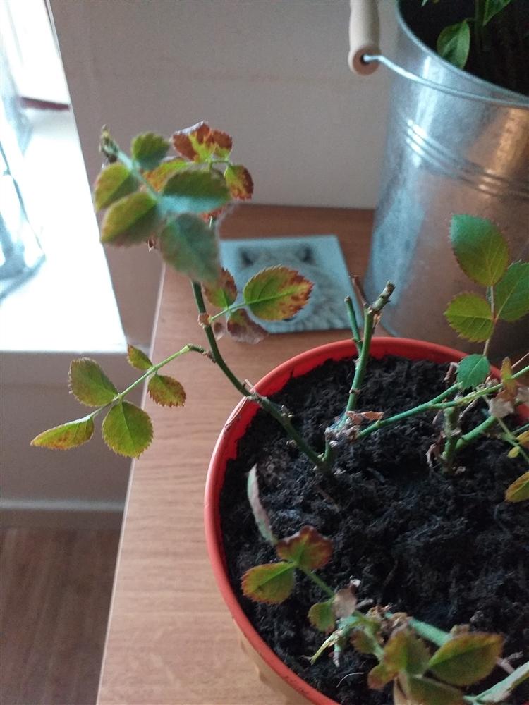 Help me help this neglected mini rose! in the Roses forum - Garden.org