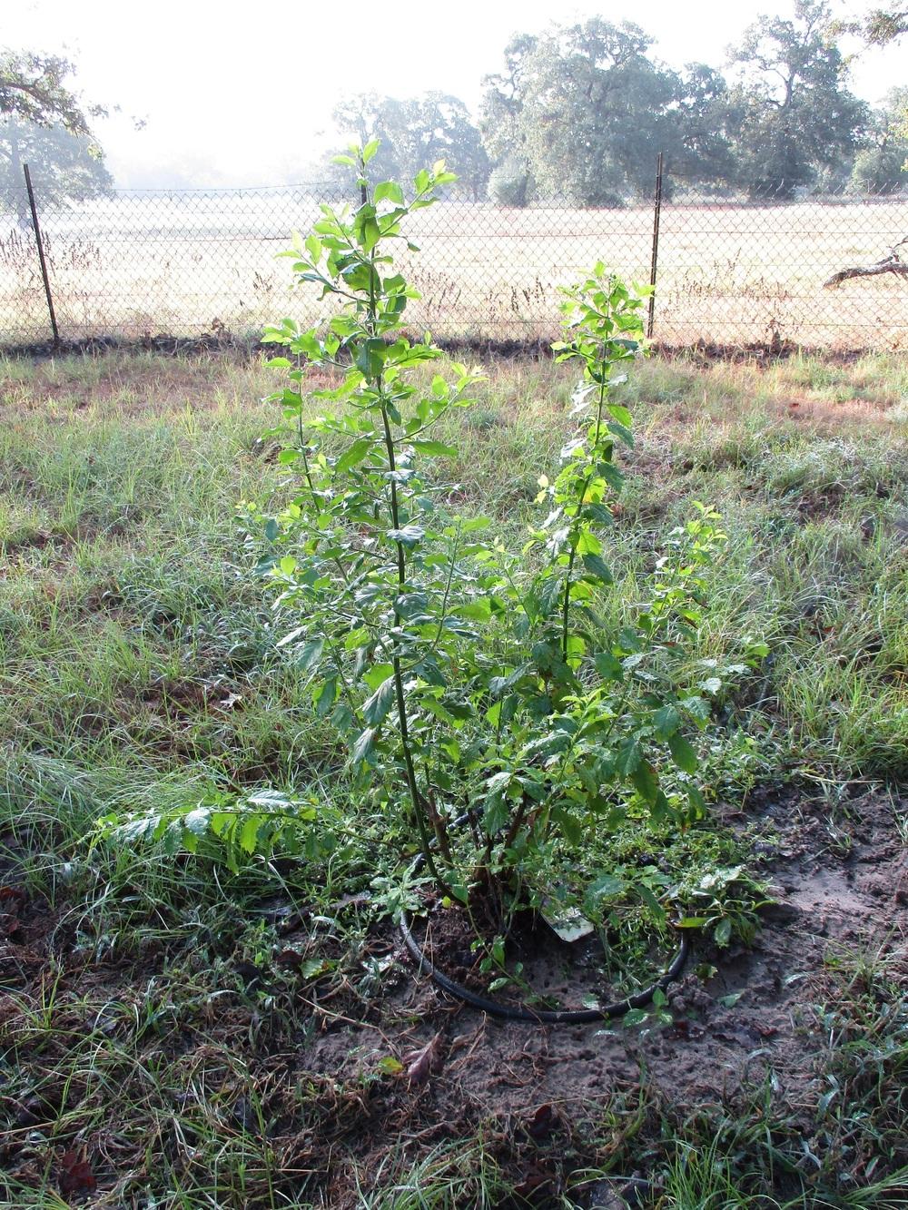 Photo of the entire plant of Golden Dew Drop (Duranta erecta 'Sweet ...
