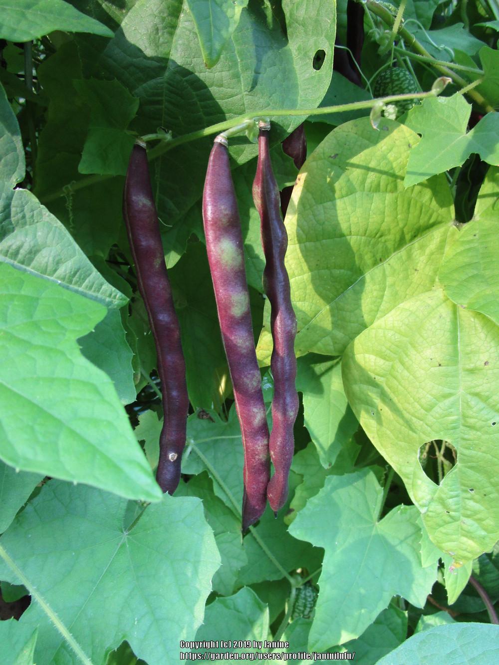 Beans: Plant Care and Collection of Varieties - Garden.org