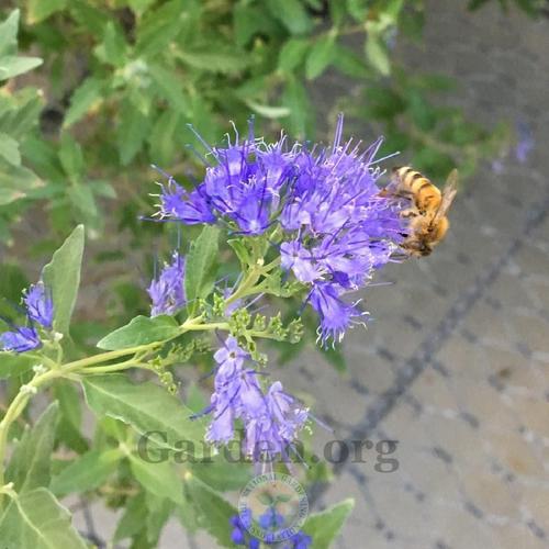 Bluebeard (Caryopteris x clandonensis First Editions® Sapphire Surf ...