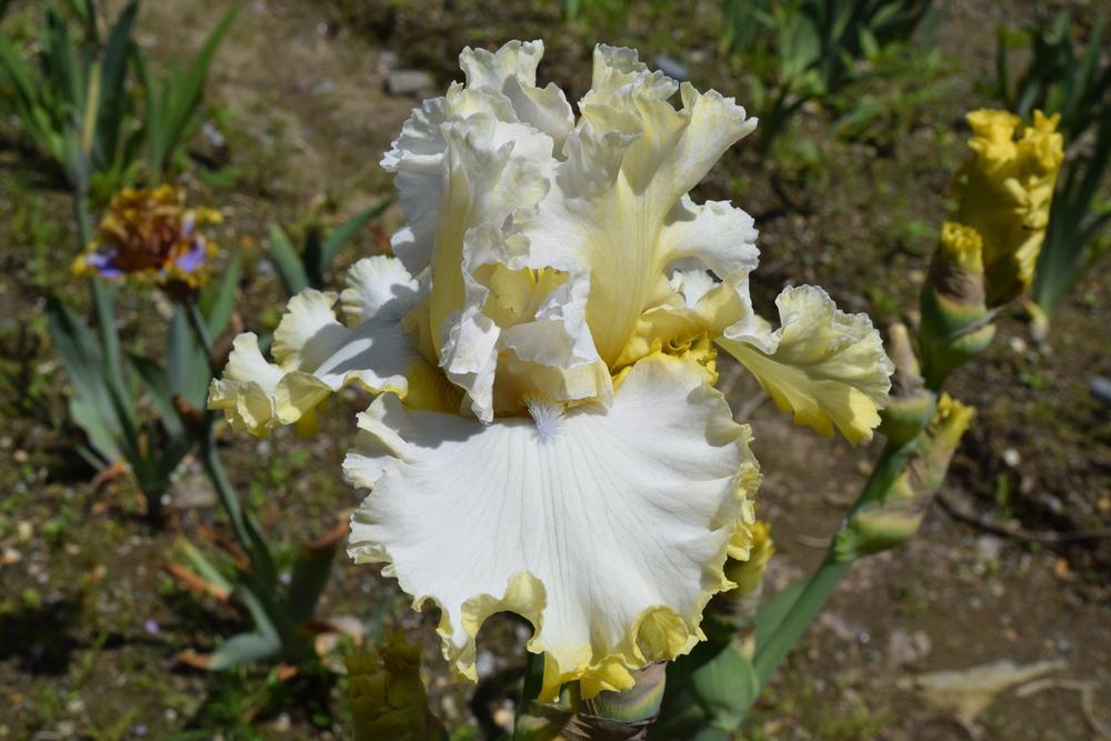 Photo of the bloom of Tall Bearded Iris (Iris 'Absolute Truth') posted ...