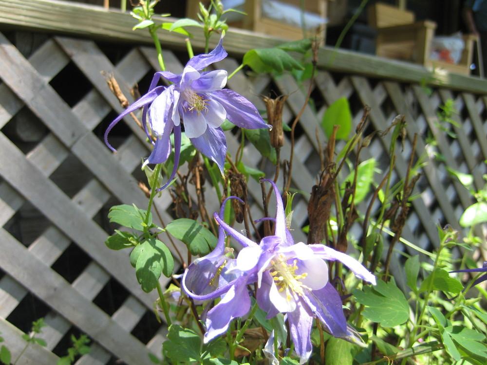Photo of the bloom of Columbine (Aquilegia vulgaris 'Winky Blue and ...