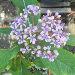 Blue Evergreen Hydrangea (Hydrangea febrifuga) in the Hydrangeas ...