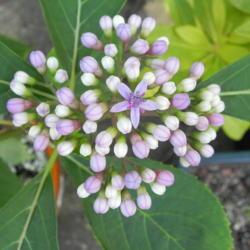 Blue Evergreen Hydrangea (Hydrangea febrifuga) in the Hydrangeas ...