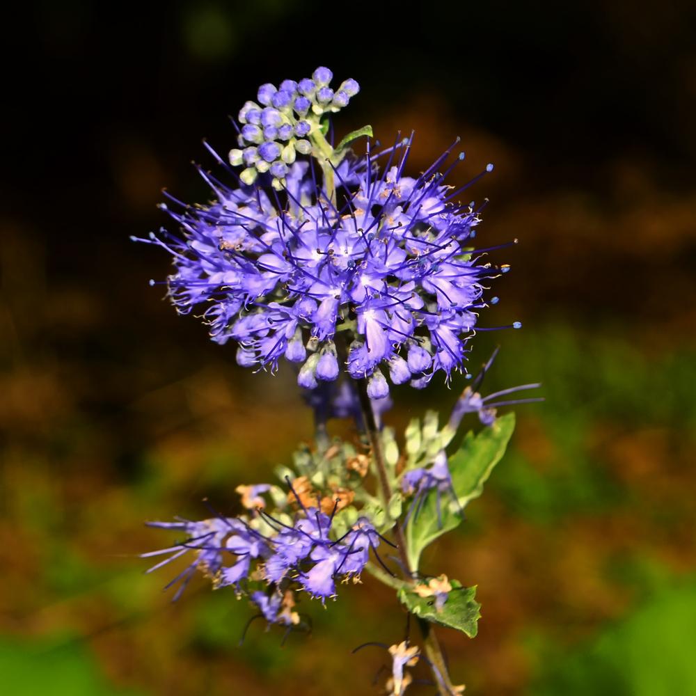 Bluebeards: Plant Care and Collection of Varieties - Garden.org