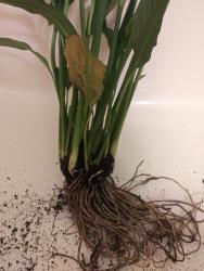 ?? is this root rot in my peace lily?? in the Ask a Question forum ...