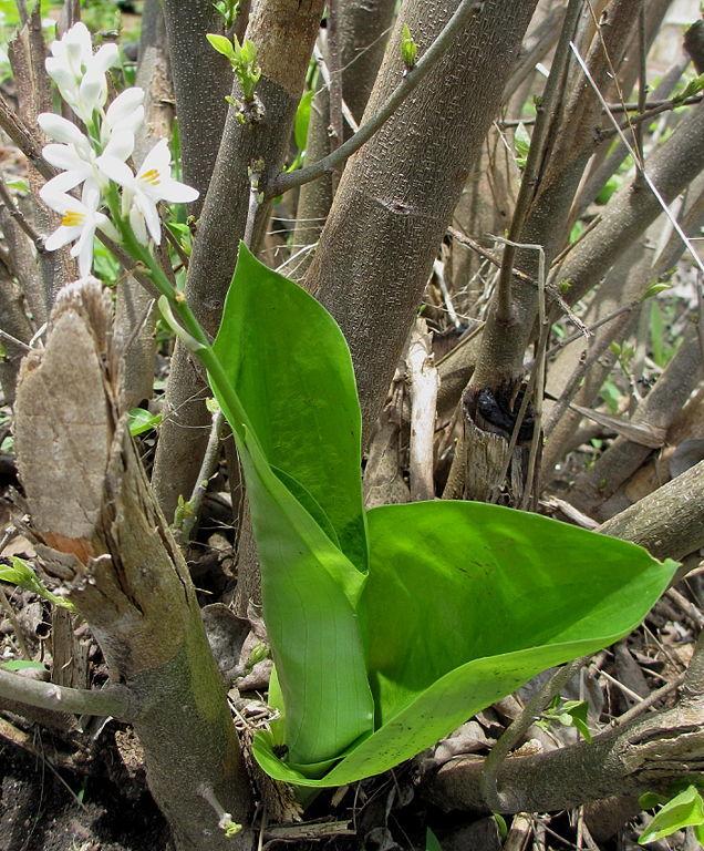Kabuyea hostifolia - Garden.org
