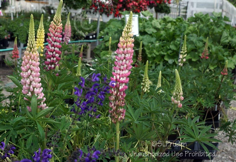 Dwarf Lupine (Lupinus 'Popsicle Mix') - Garden.org