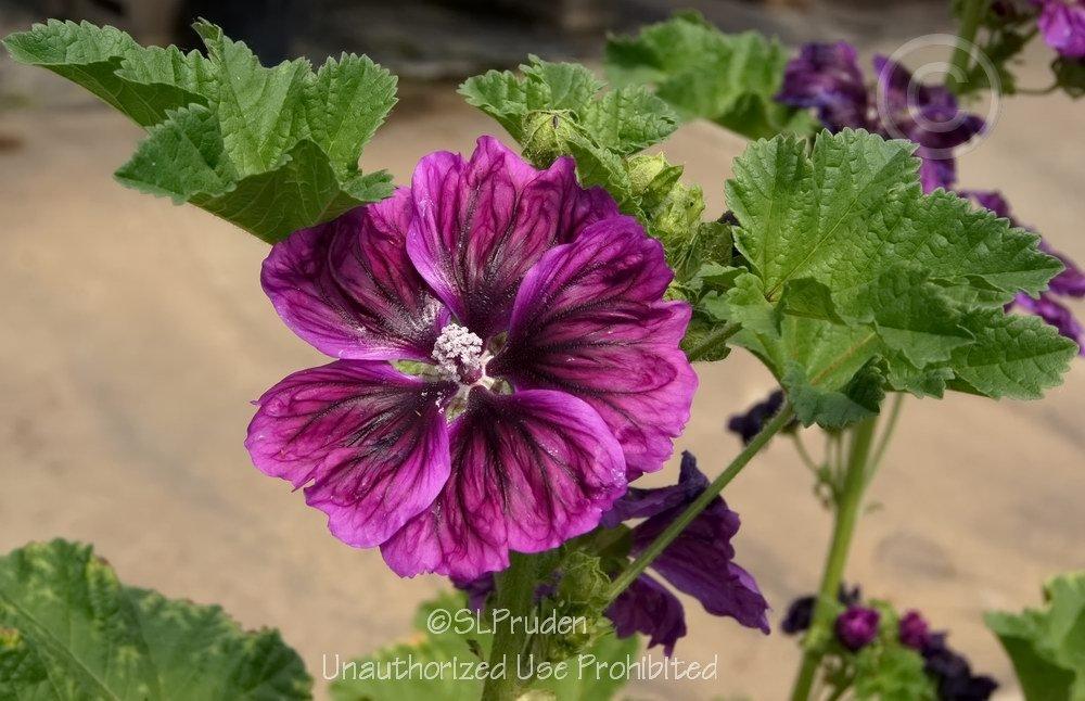 Photo of the bloom of High Mallow (Malva sylvestris 'Purple Satin ...