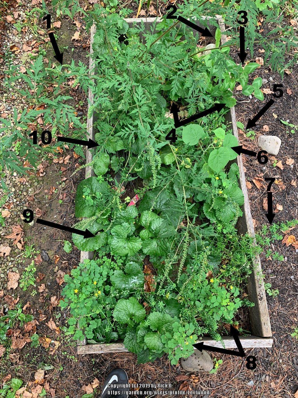 Help with understanding weeds in the Ask a Question forum - Garden.org