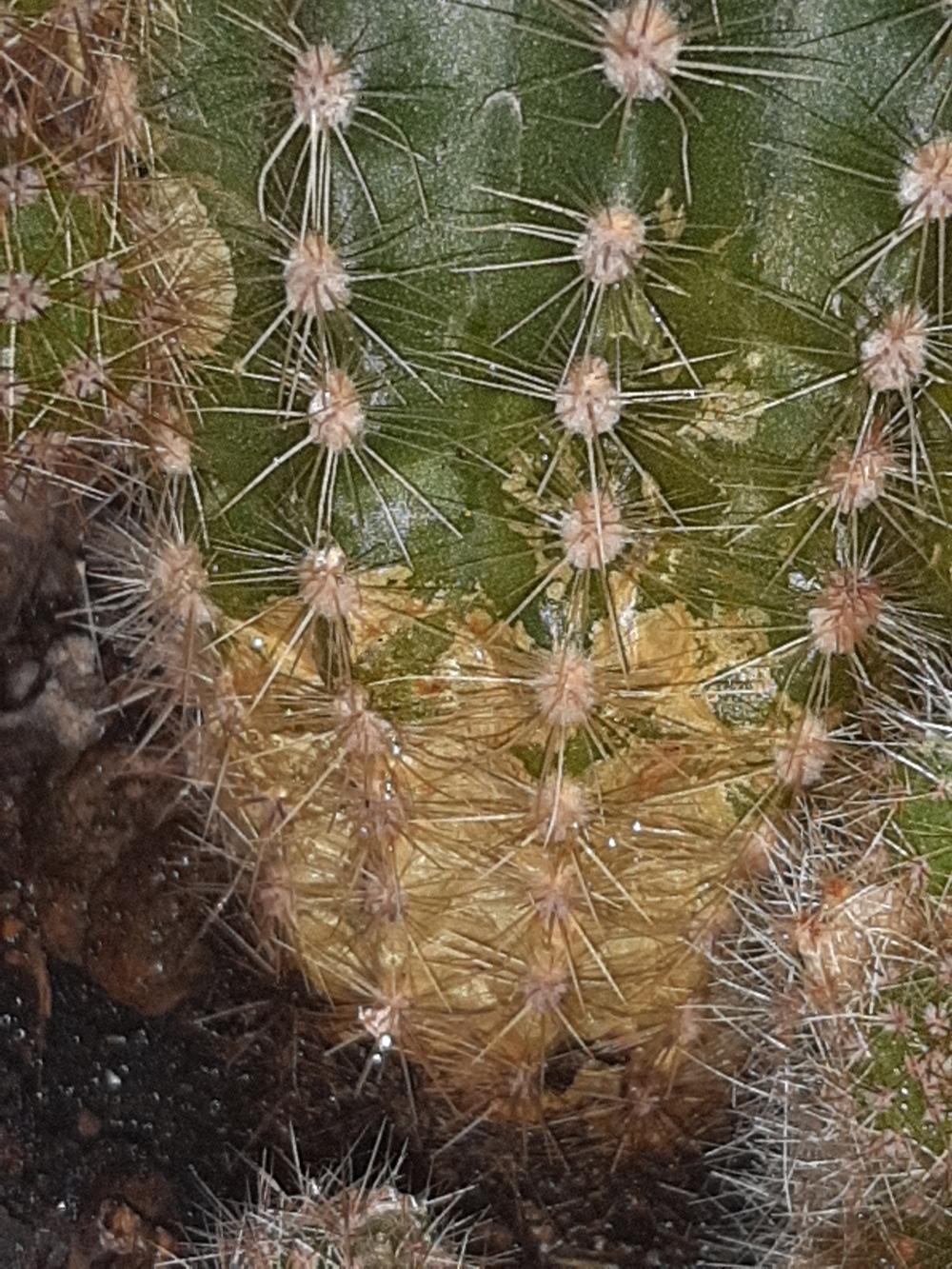 Cactus disease? in the Ask a Question forum - Garden.org
