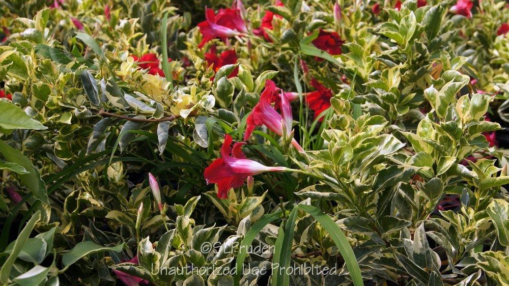 Photo of the entire plant of Mandevilla splendens Fire and Ice™ posted ...