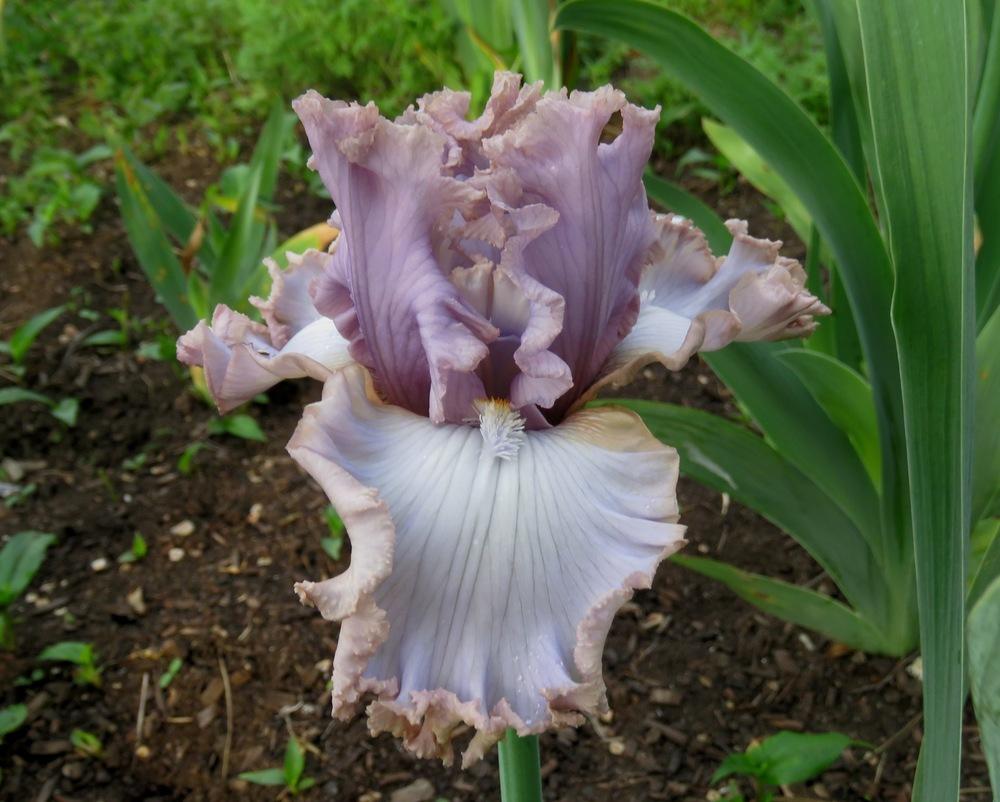 Photo of the bloom of Tall Bearded Iris (Iris 'I Like Pretty Things ...