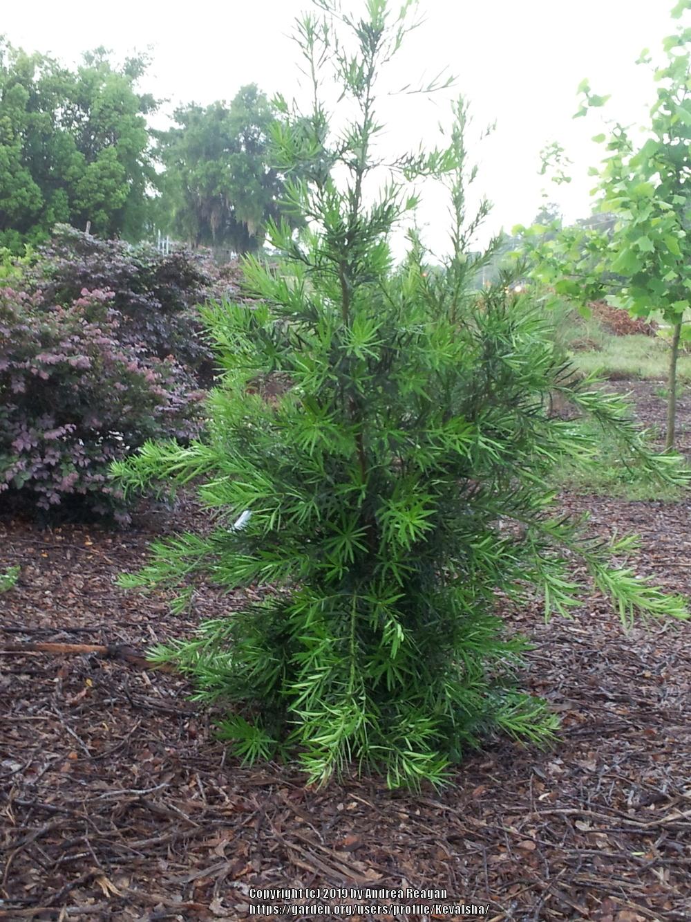 Podocarpus macrophyllus var. macrophyllus - Garden.org