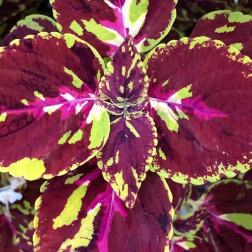 Coleus (Coleus scutellarioides 'Splish Splash') in the Coleus Database ...