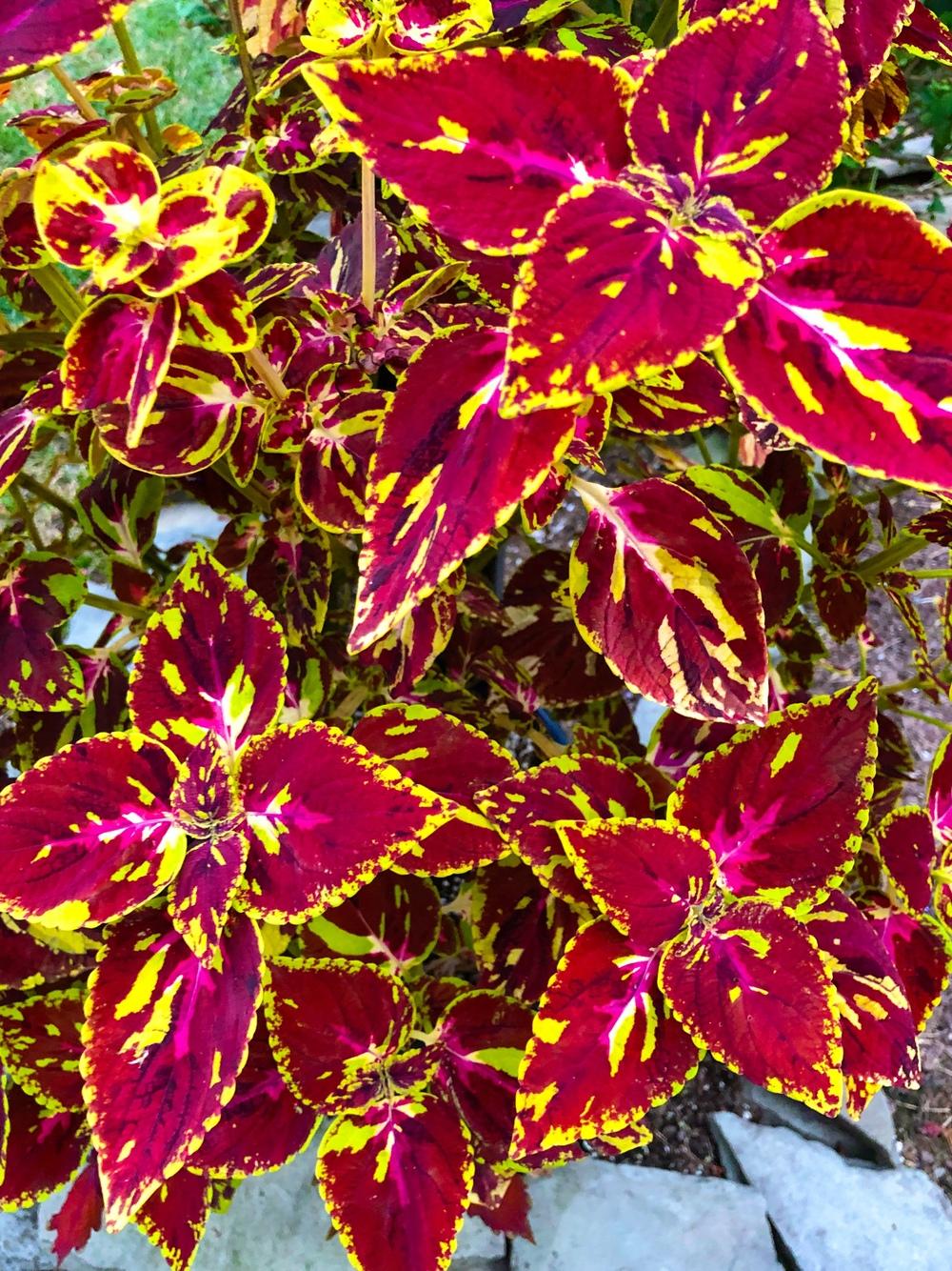 Photo of the entire plant of Coleus (Coleus scutellarioides 'Splish ...