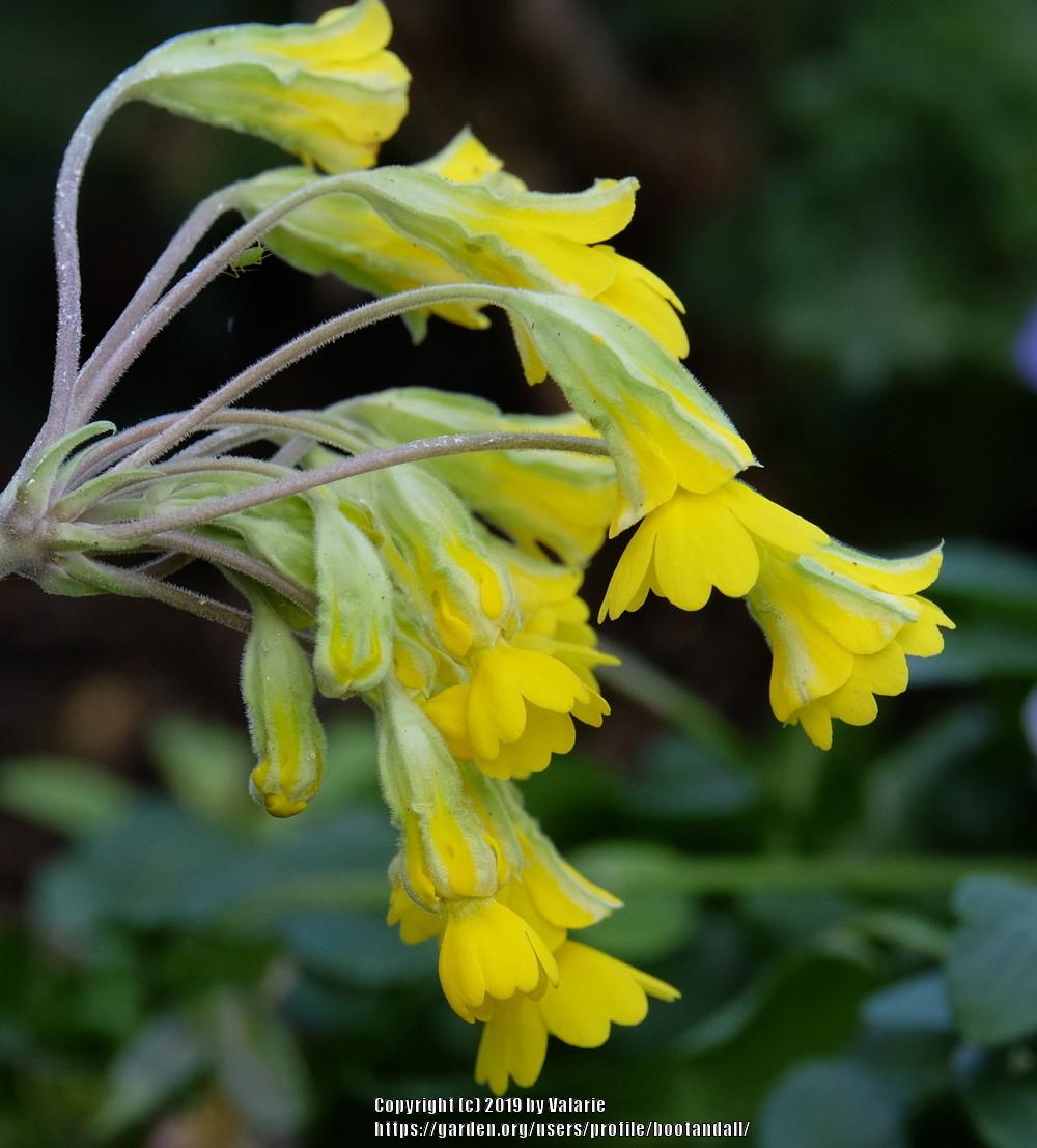 Photo of the bloom of Primrose (Primula veris 'Hose in Hose') posted by ...