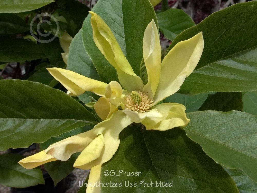 Magnolia 'Sunburst' in the Magnolias Database - Garden.org