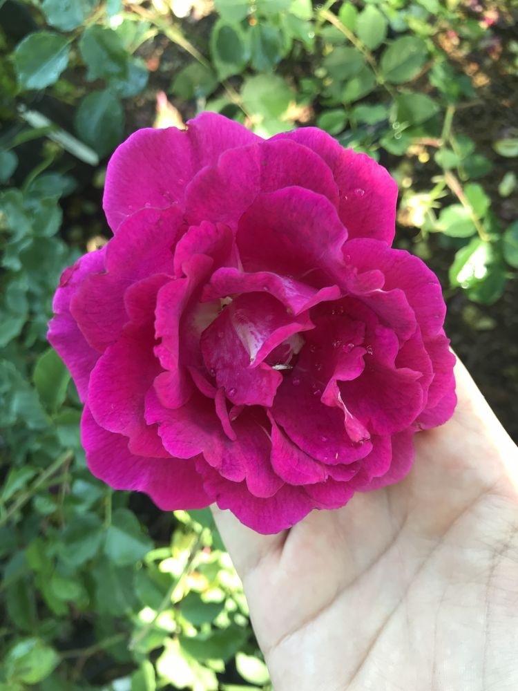 Rose (Rosa 'Caroline Hunt') in the Roses Database - Garden.org