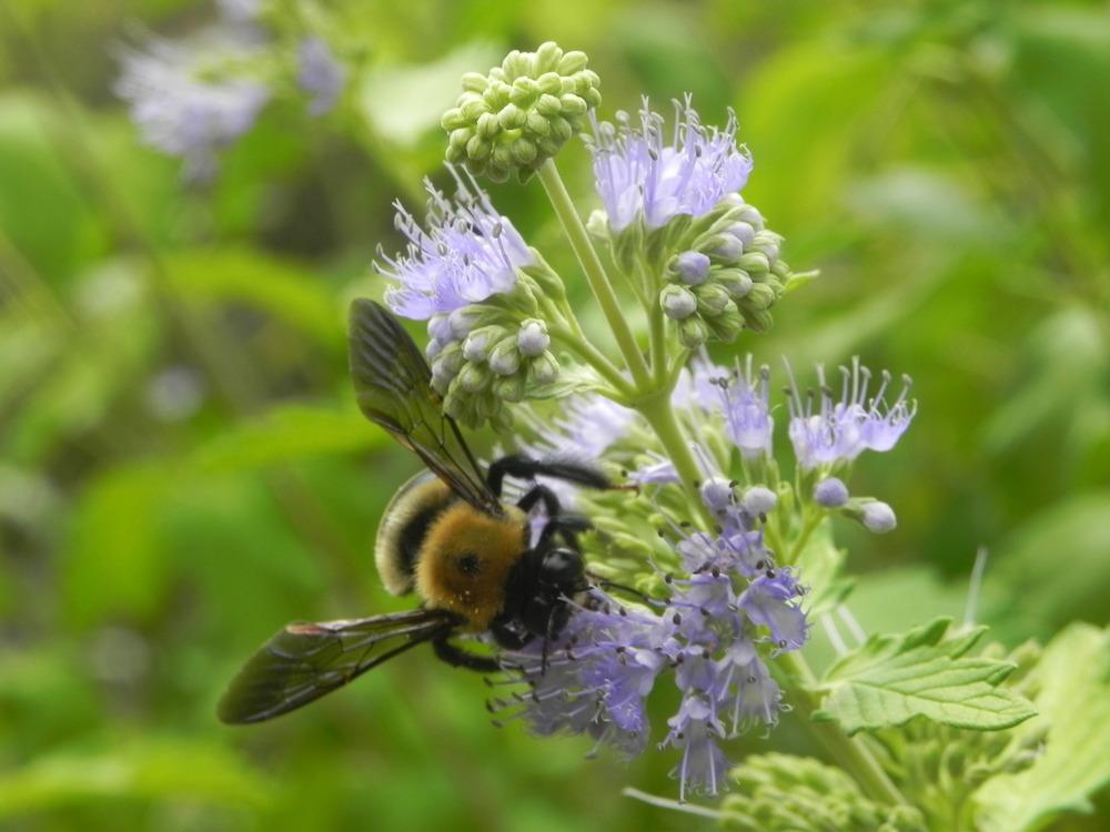 Photo of the bloom of Bluebeard (Caryopteris incana Sunshine Blue ...