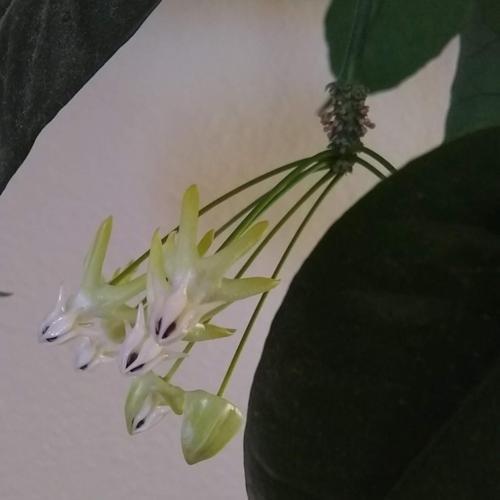 Shooting Star Hoya (Hoya multiflora) in the Hoyas Database - Garden.org