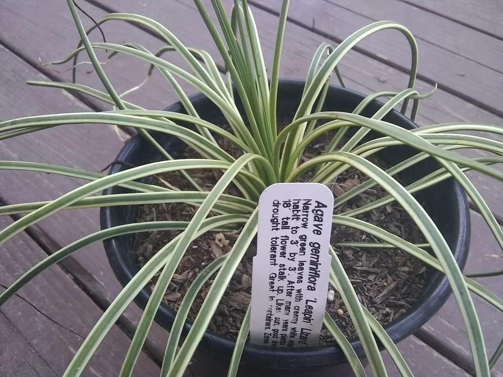 Century Plant (Agave geminiflora 'Leaping Lizards') in the Agaves ...