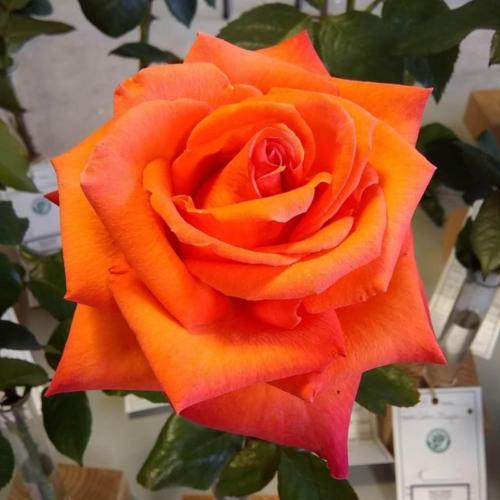 Rose (Rosa 'Wildfire') in the Roses Database - Garden.org