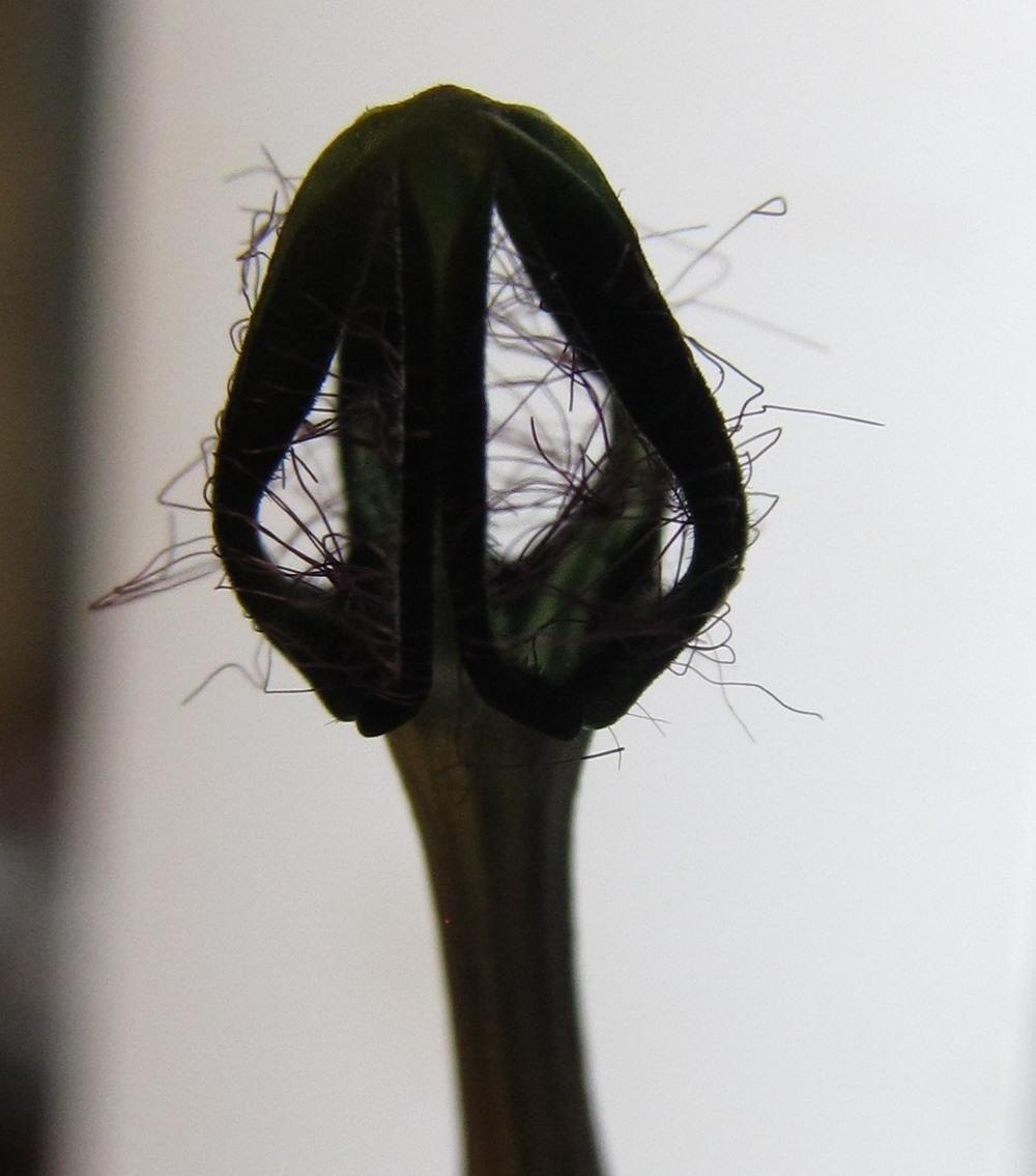 Ceropegia meyeri - Garden.org