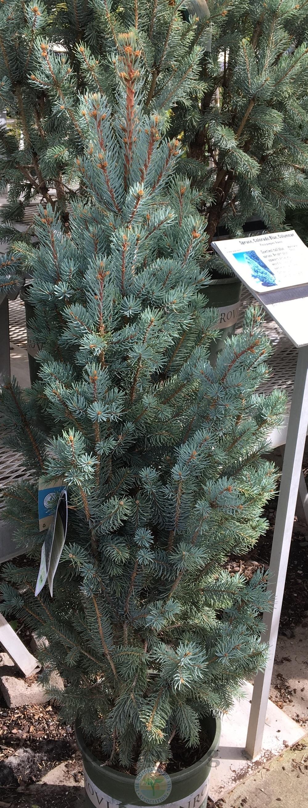 Blue Spruce (Picea pungens 'Iseli Fastigiate') in the Spruces Database ...